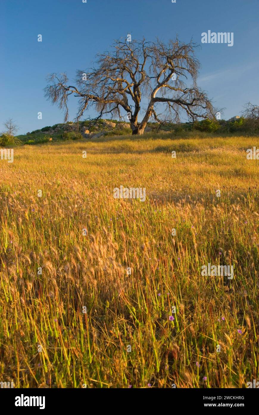 Oak snag in grassland, Barnett Ranch Open Space Preserve, San Diego ...