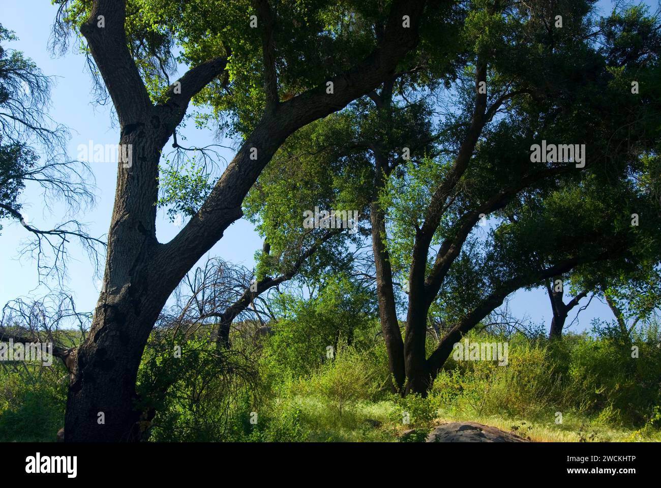 Oak oasis open space preserve hi-res stock photography and images - Alamy