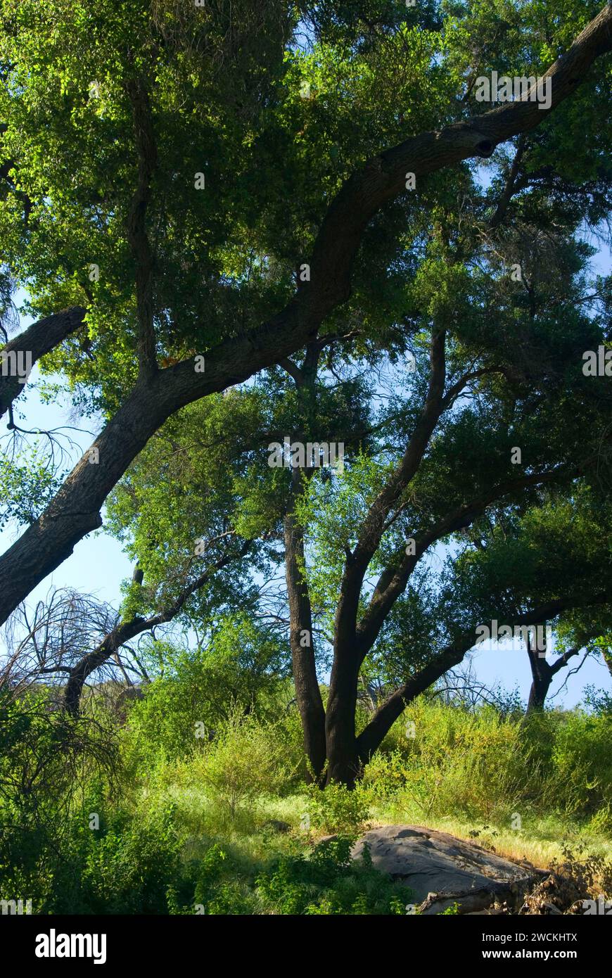 Oak oasis open space preserve hi-res stock photography and images - Alamy