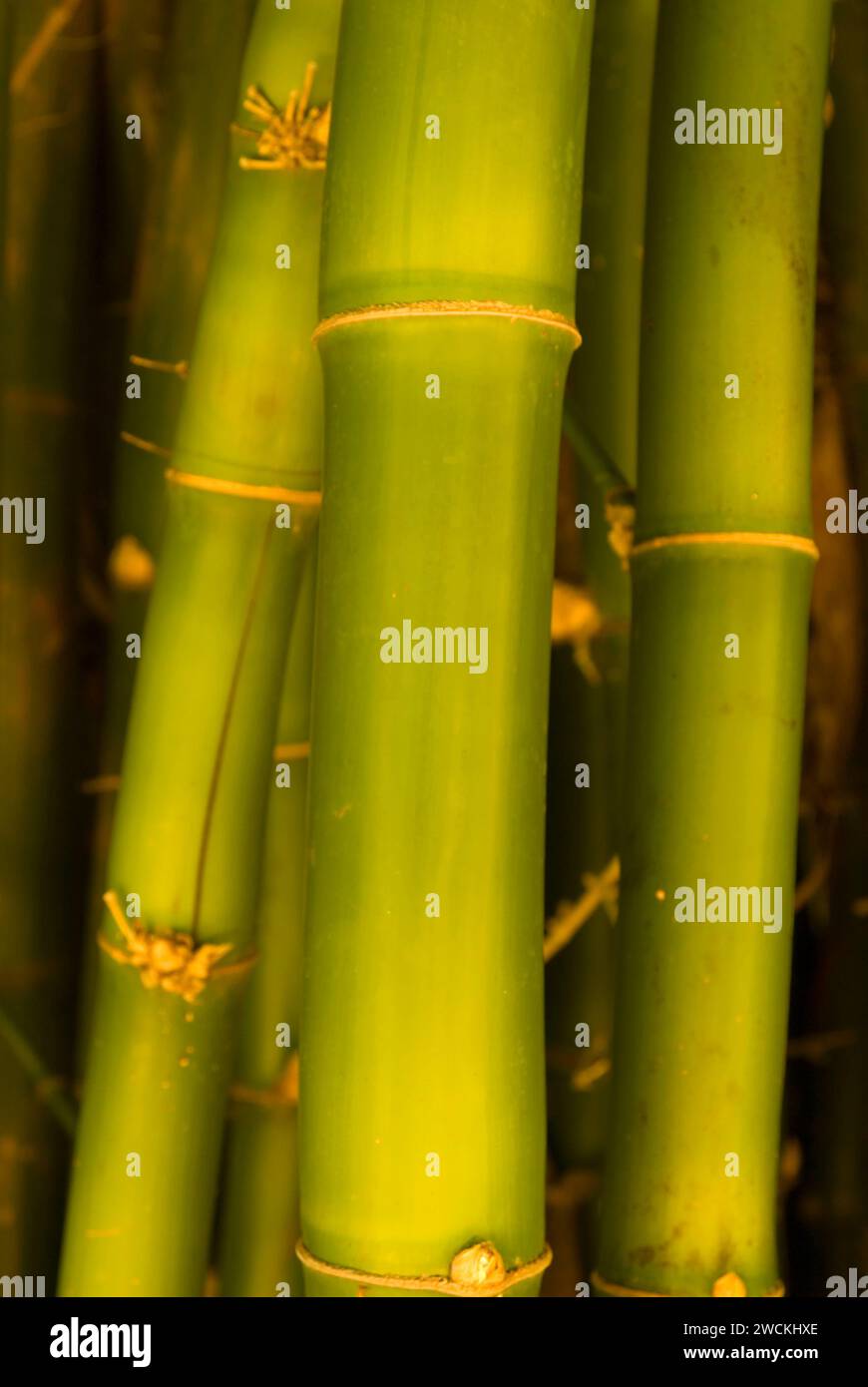 Wamin bamboo (Bambusa vulgaris), San Diego Botanic Garden, California ...