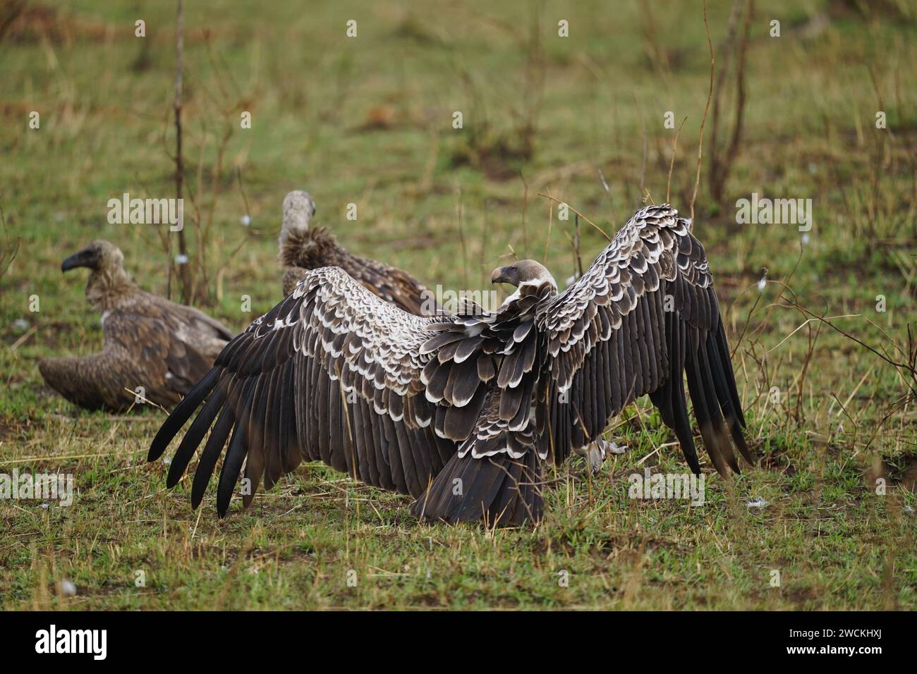 vulture bird from behind, wings open, sitting on ground Stock Photo - Alamy