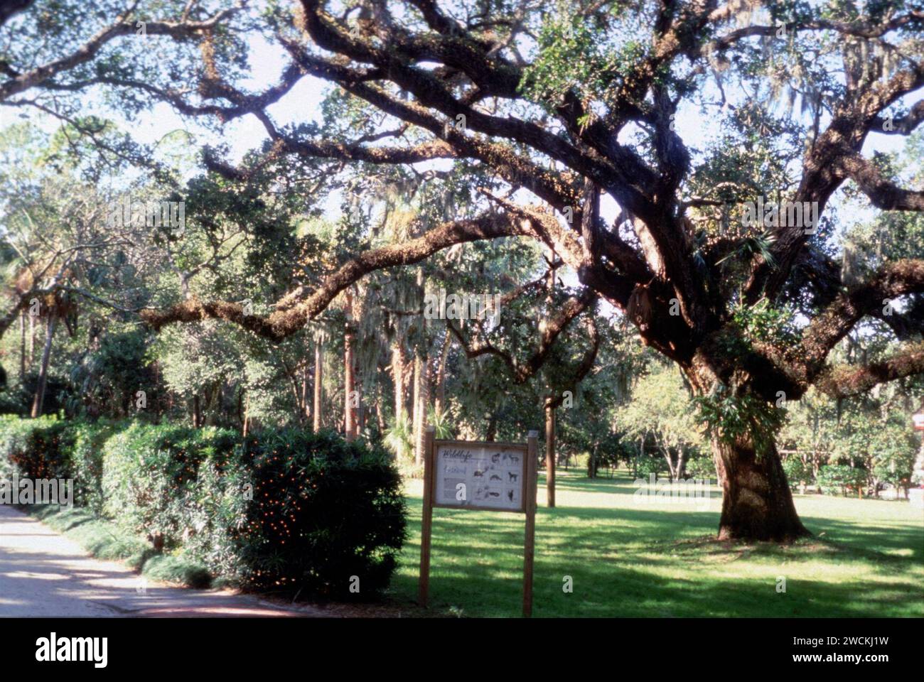 A1A Scenic and Historic Coastal Byway - A Walk Through the Hammock at ...