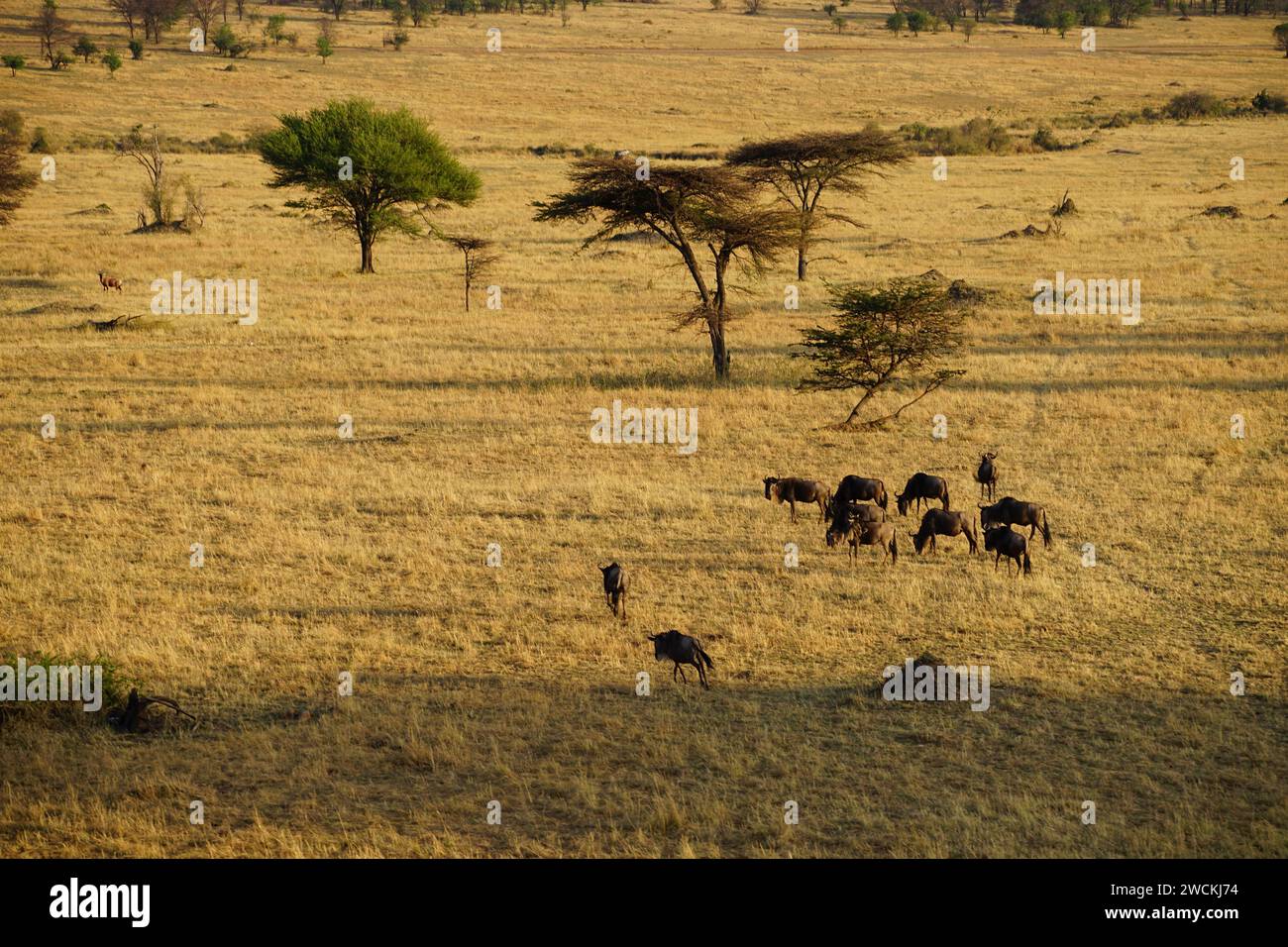 Tarangire migration hi-res stock photography and images - Alamy