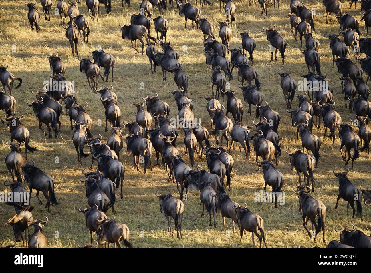 stampede of gnu wildebeest antelopes during great migration in savannah ...