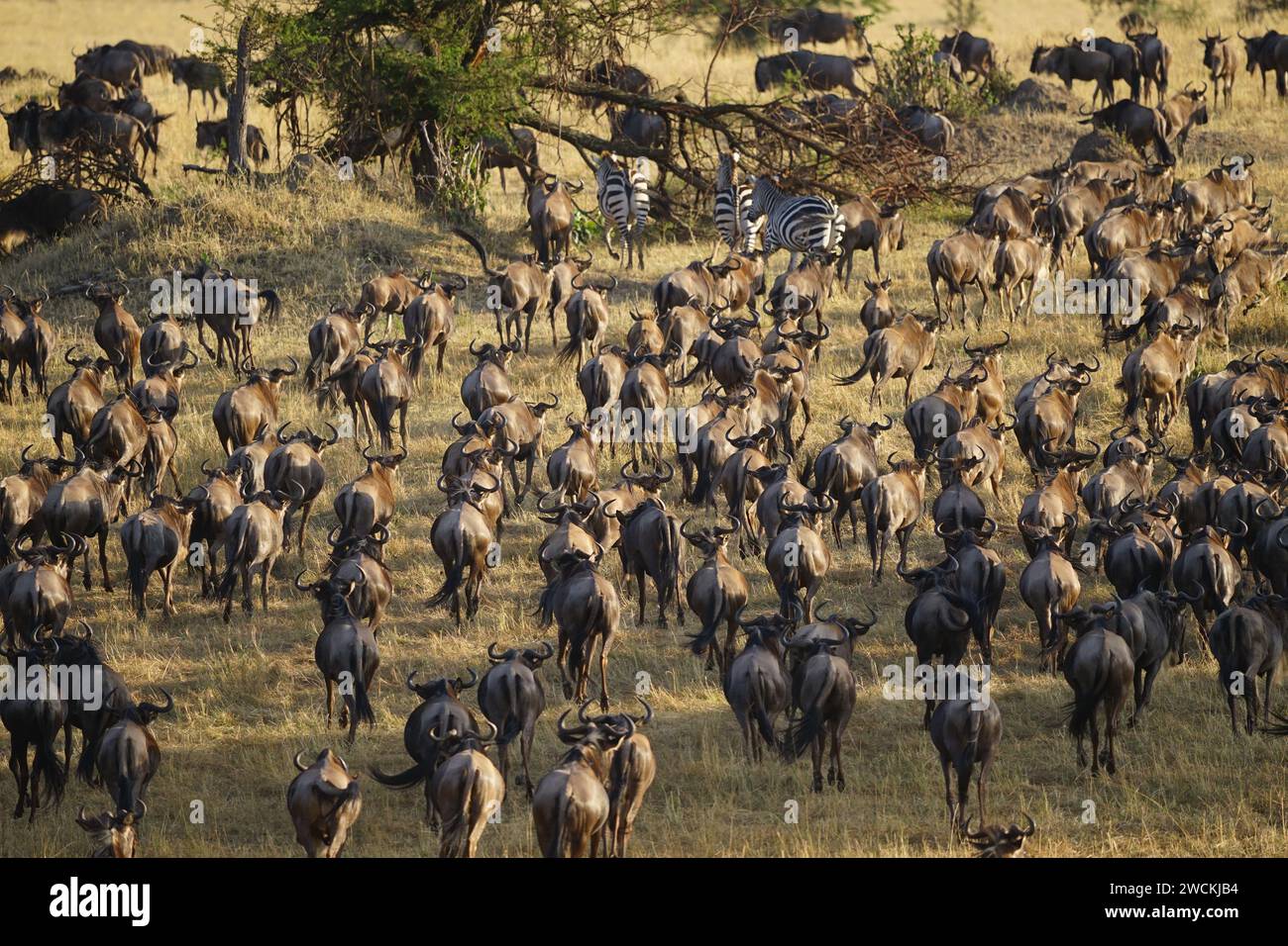 stampede of gnu wildebeest antelopes during great migration in savannah ...