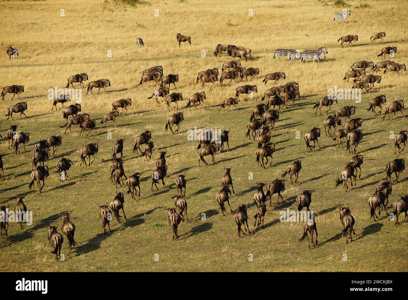 stampede of gnu wildebeest antelopes during great migration in savannah ...