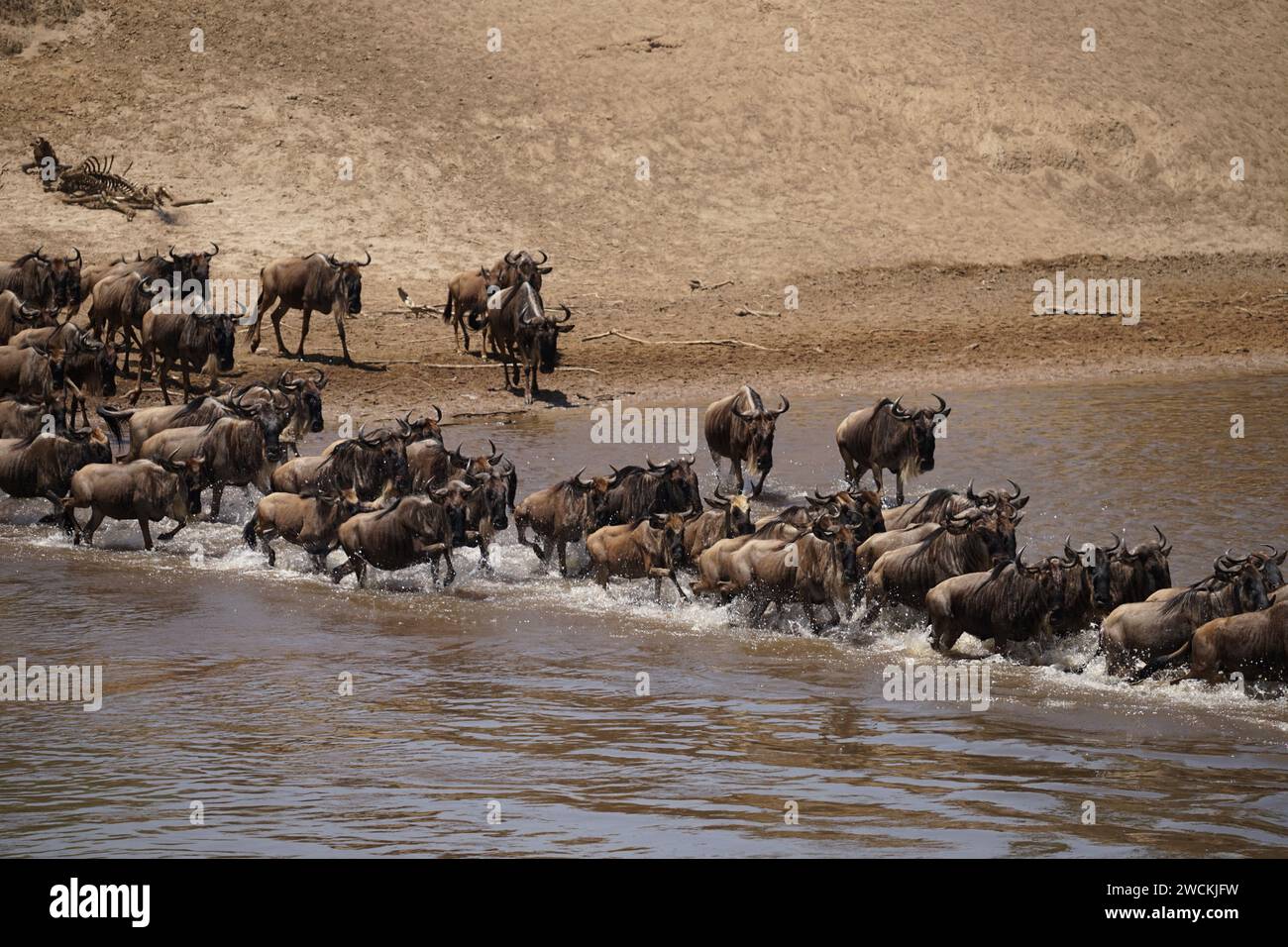 Grumeti river crossing hi-res stock photography and images - Alamy