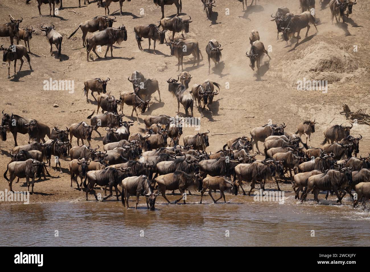Grumeti river crossing hi-res stock photography and images - Alamy