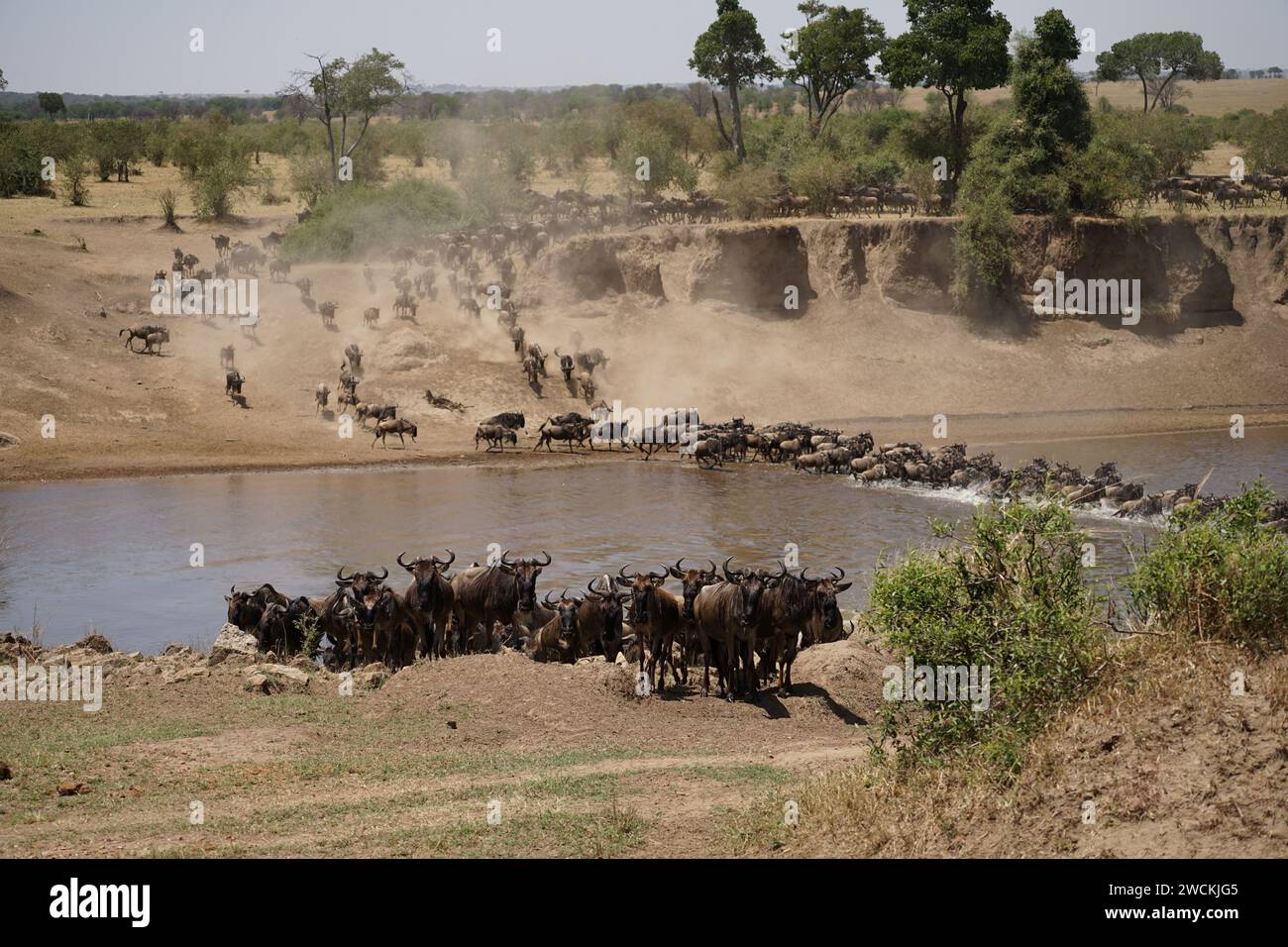 gnu antelopes stampede, river crossing, great migration Stock Photo - Alamy