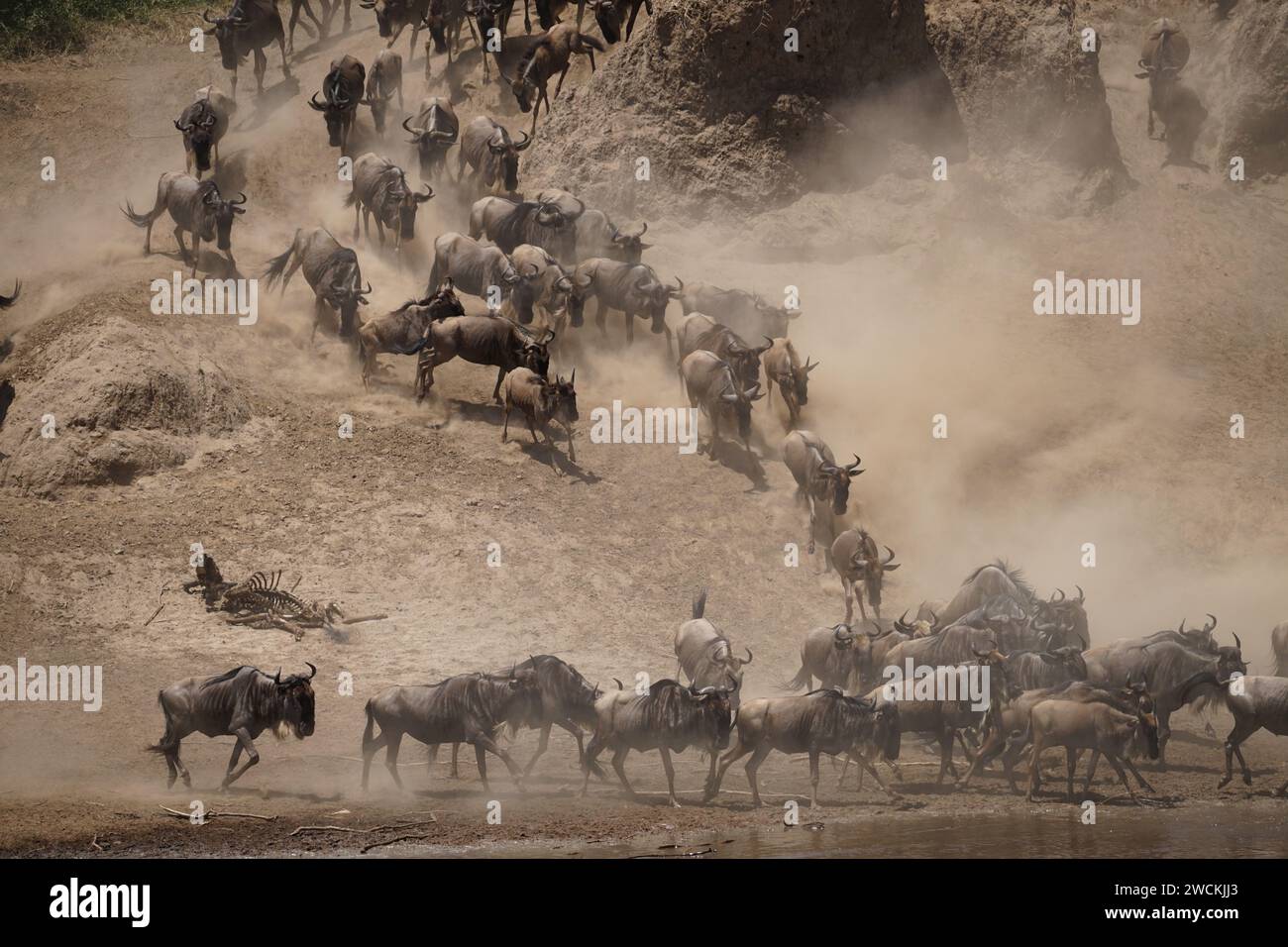 herd of gnus crossing river, great migration Stock Photo - Alamy