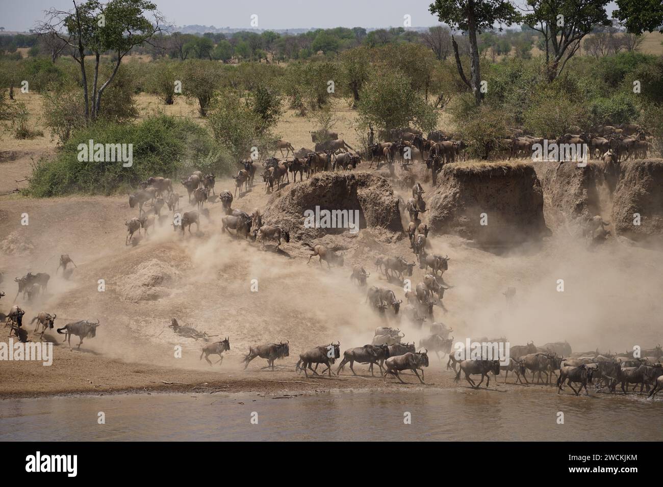 herd of gnus crossing river, great migration Stock Photo - Alamy