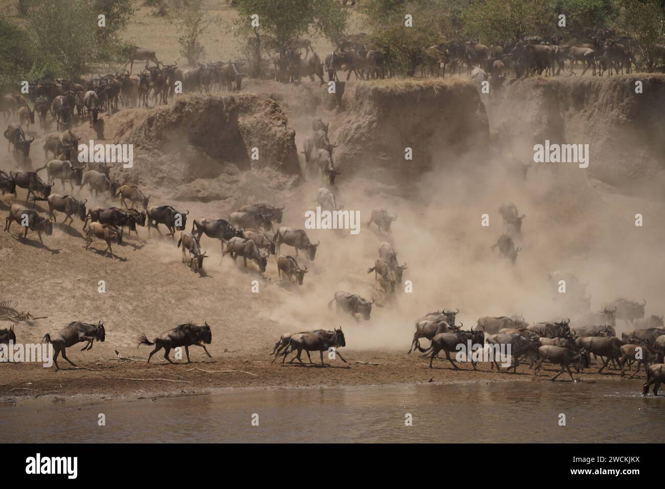 Grumeti river crossing hi-res stock photography and images - Alamy