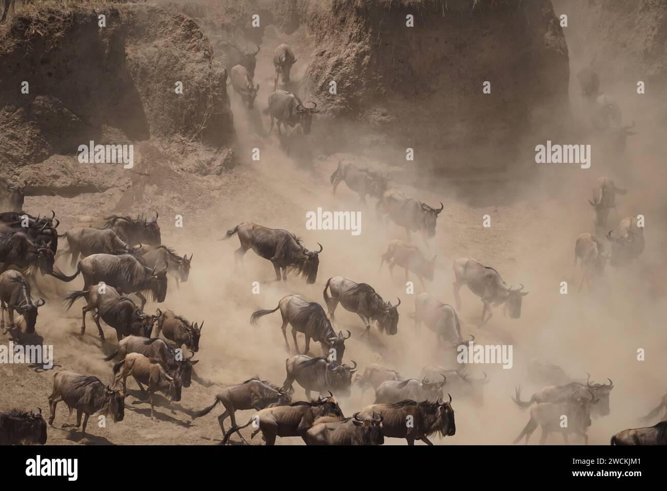 herd of gnus crossing river, great migration Stock Photo - Alamy