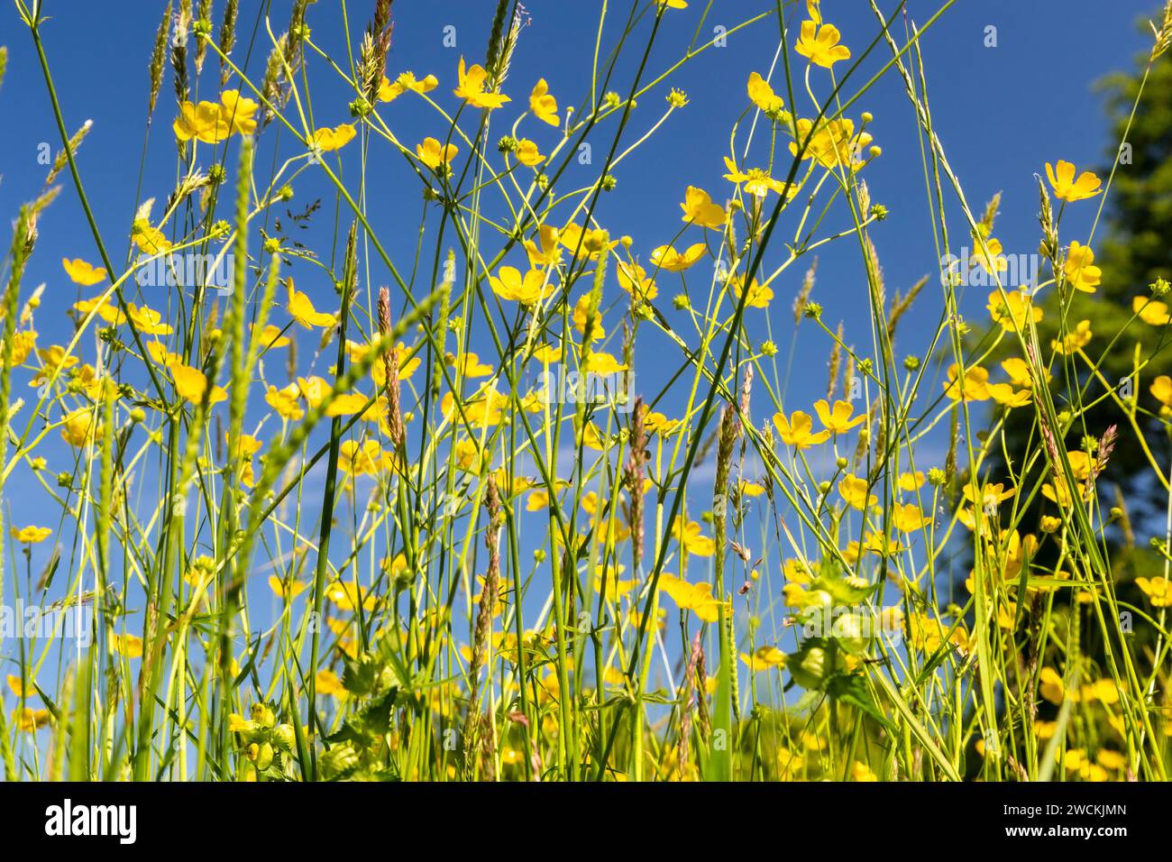 Low Angle View of A Devon Flower Meadow in Early Summer With Meadow ...
