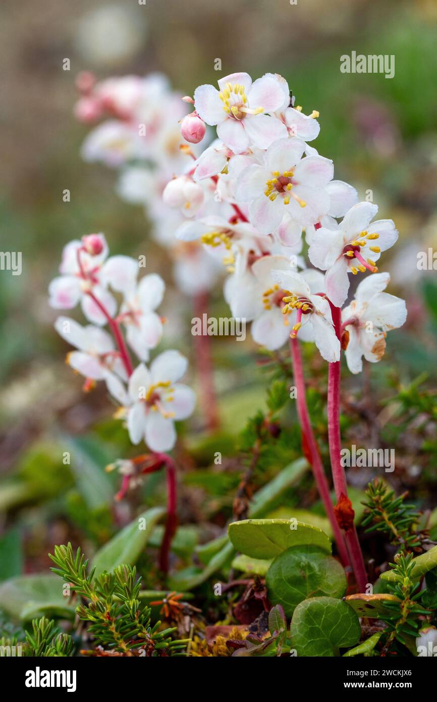 Arctic wintergreen or large-flowered wintergreen is a hardy perennial ...