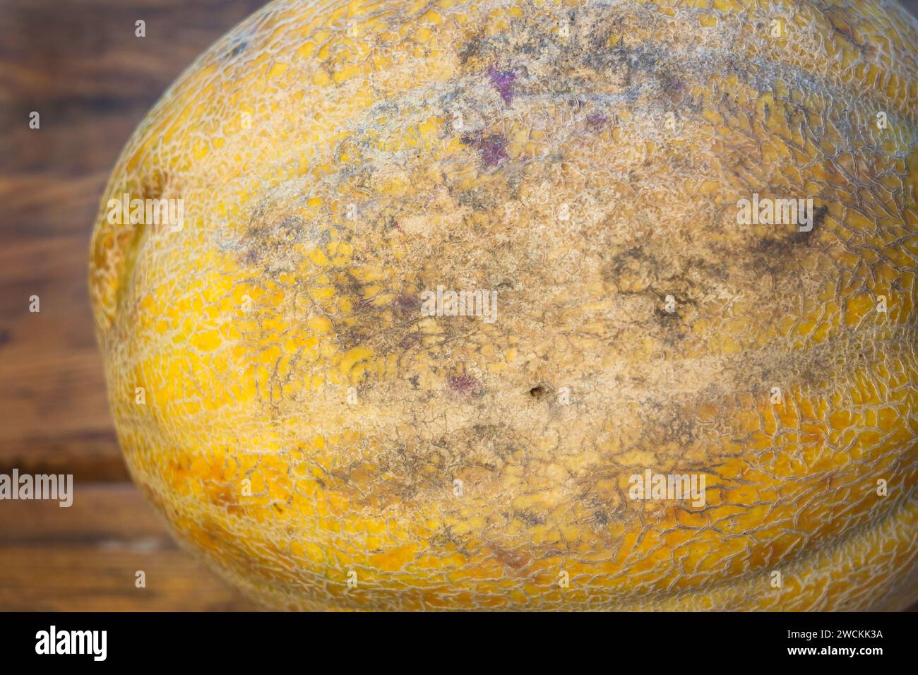 Ugly food concept. Unusual looking melon with purple and white mold ...