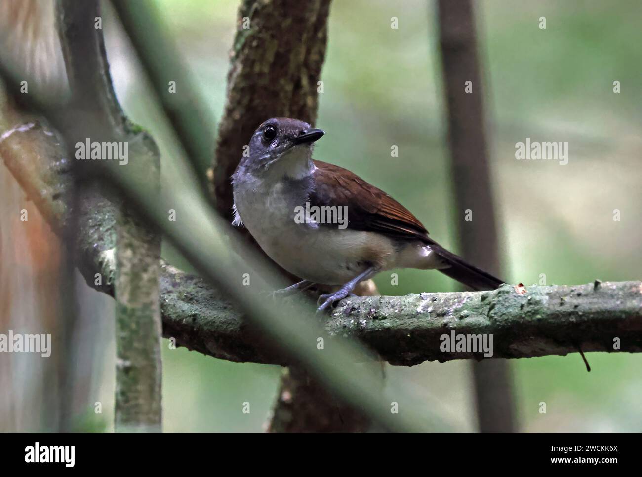 White-tailed Alethe (Alethe diademata) adult perched on branch Ankasa ...