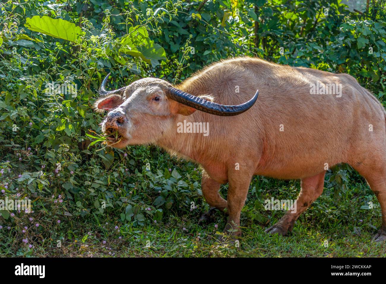 Domesticated water buffalo grazing in the jungle in a mountainous area ...