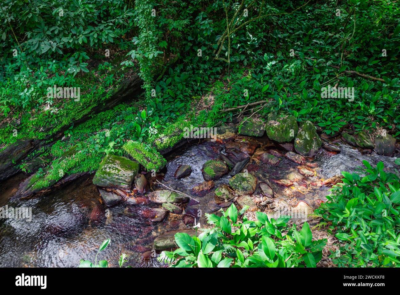 Trinidad and tobago river hi-res stock photography and images - Alamy