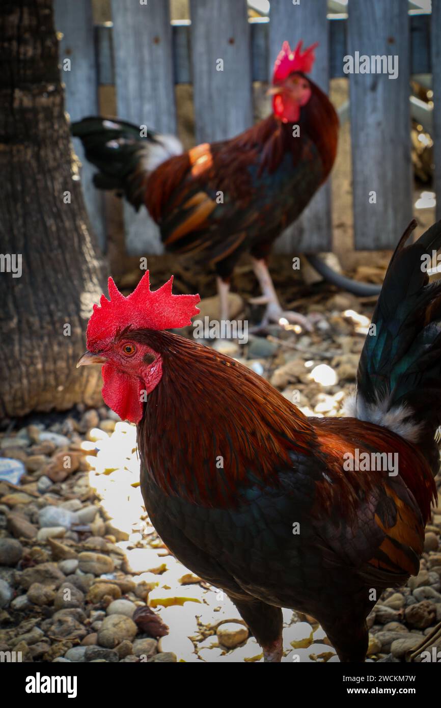 Lively animals hi-res stock photography and images - Alamy