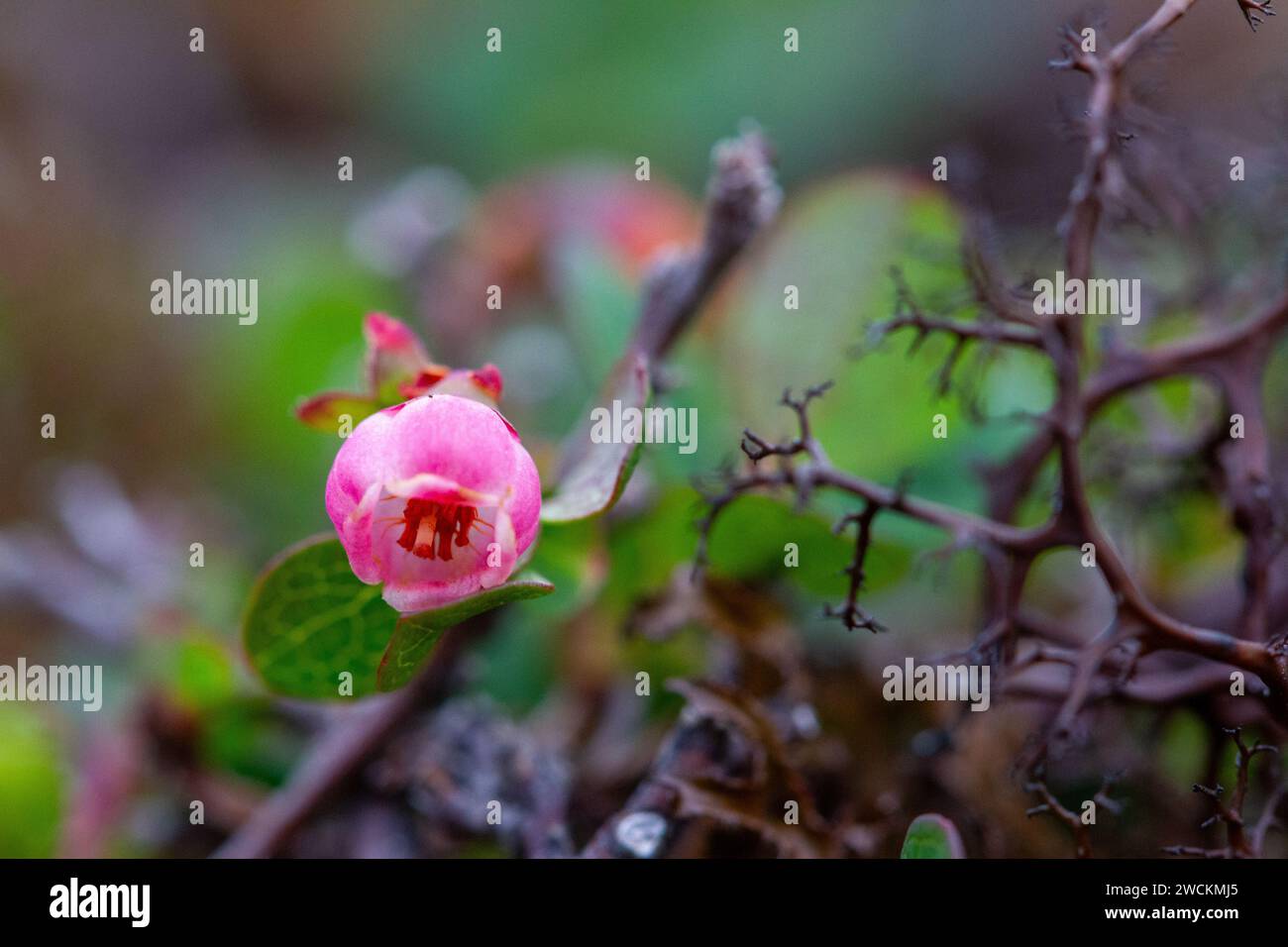 Arctic blueberry hi-res stock photography and images - Alamy