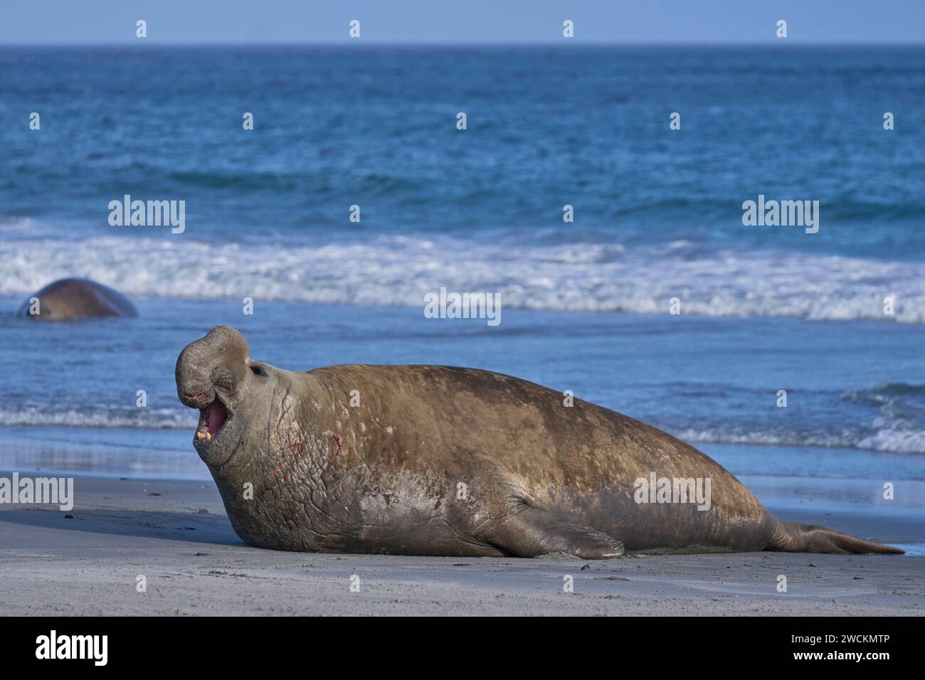 Male Southern Elephant Seal (Mirounga leonina) with mouth open and ...