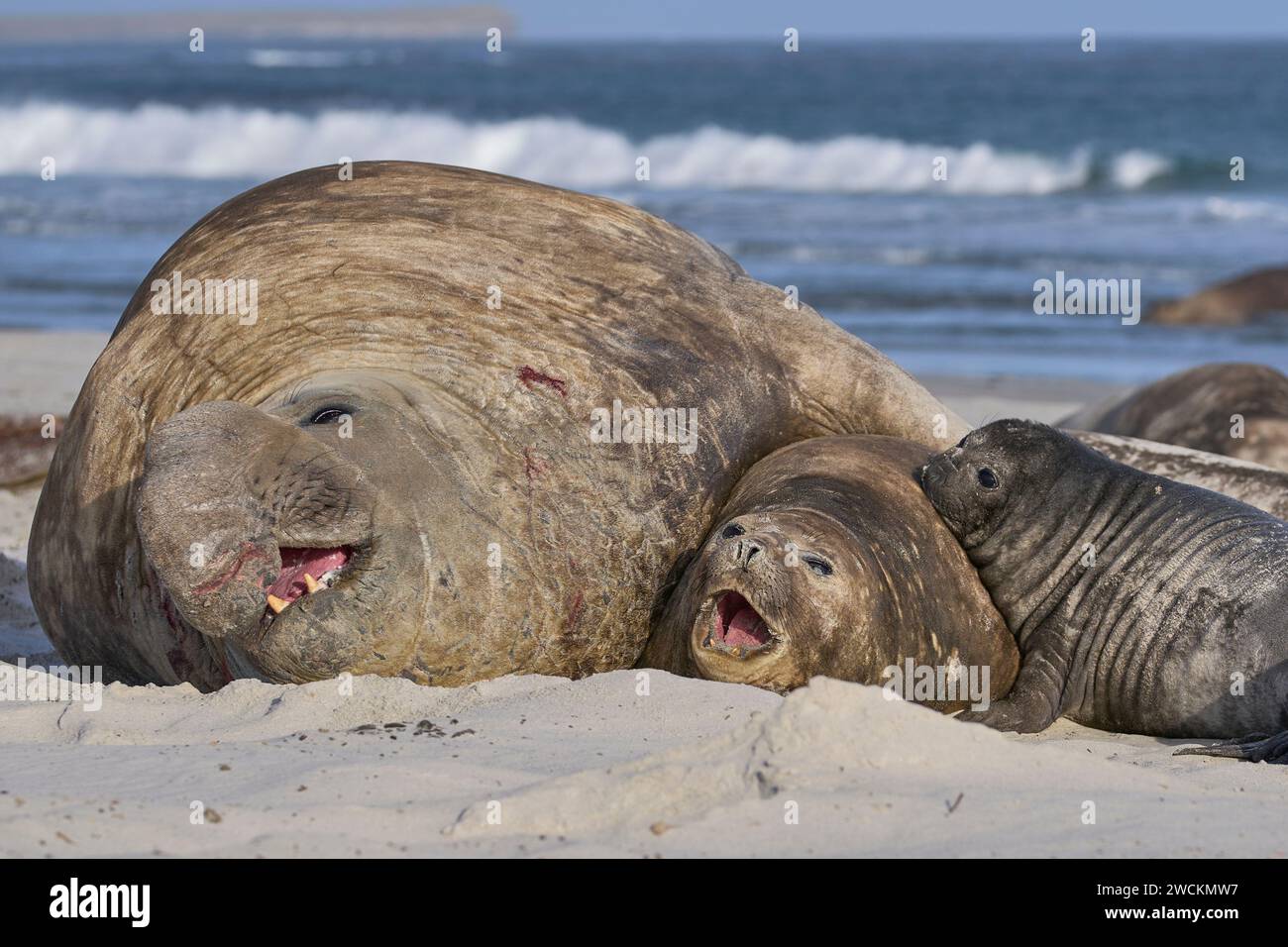 Breeding group of Southern Elephant Seal (Mirounga leonina) on Sea Lion ...