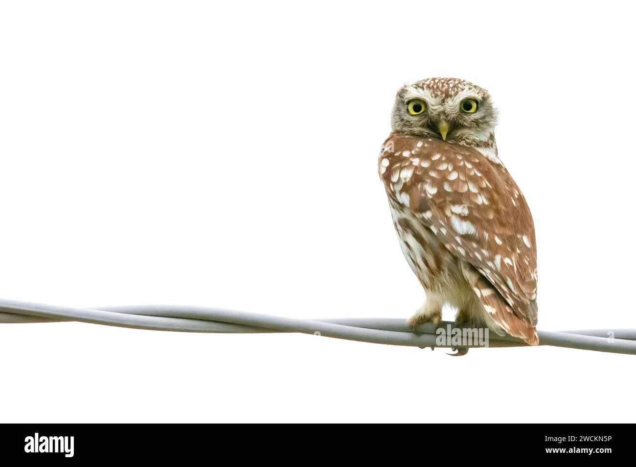 Owl prey Cut Out Stock Images & Pictures - Alamy