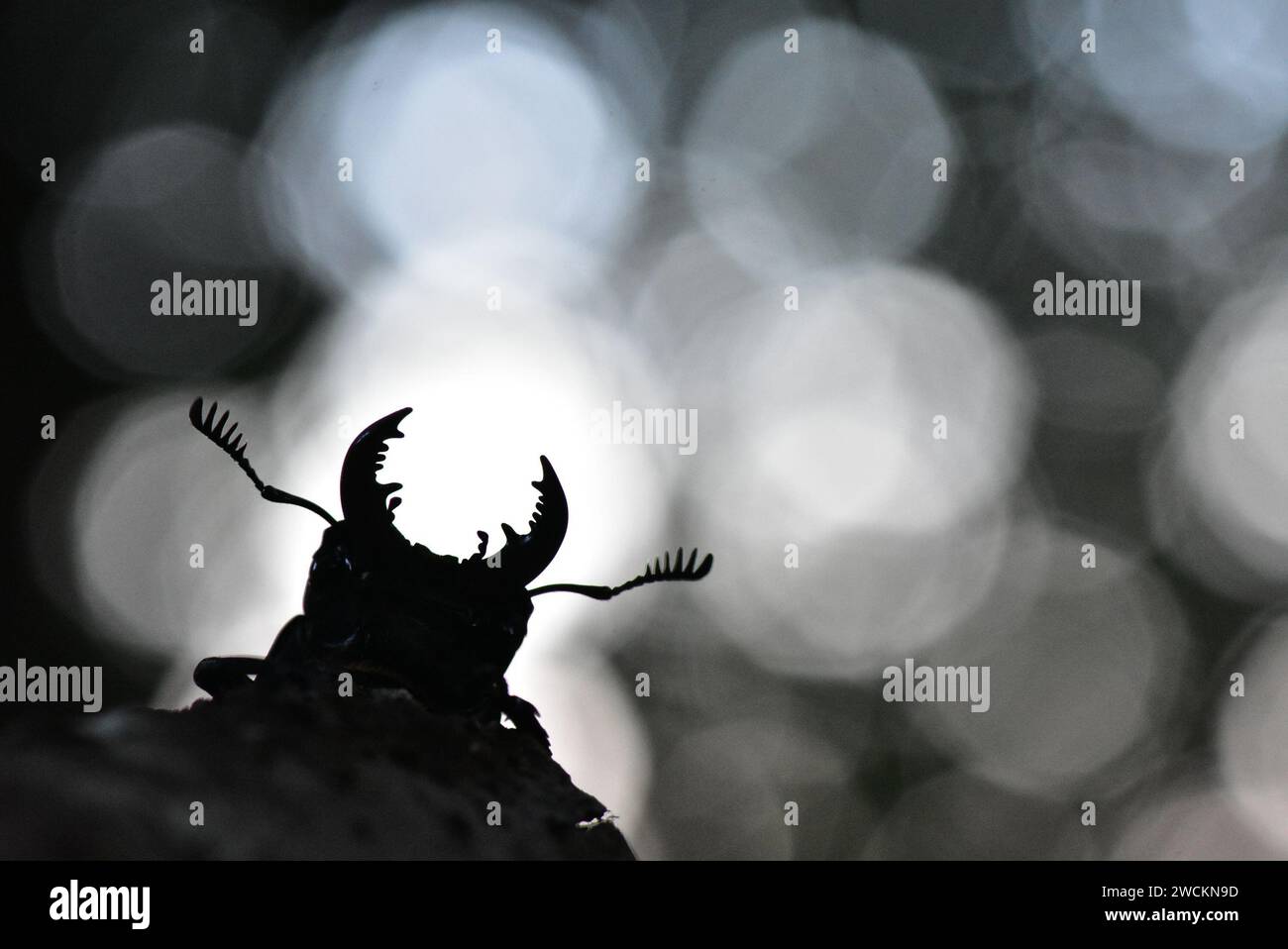 Stag beatles hi-res stock photography and images - Alamy