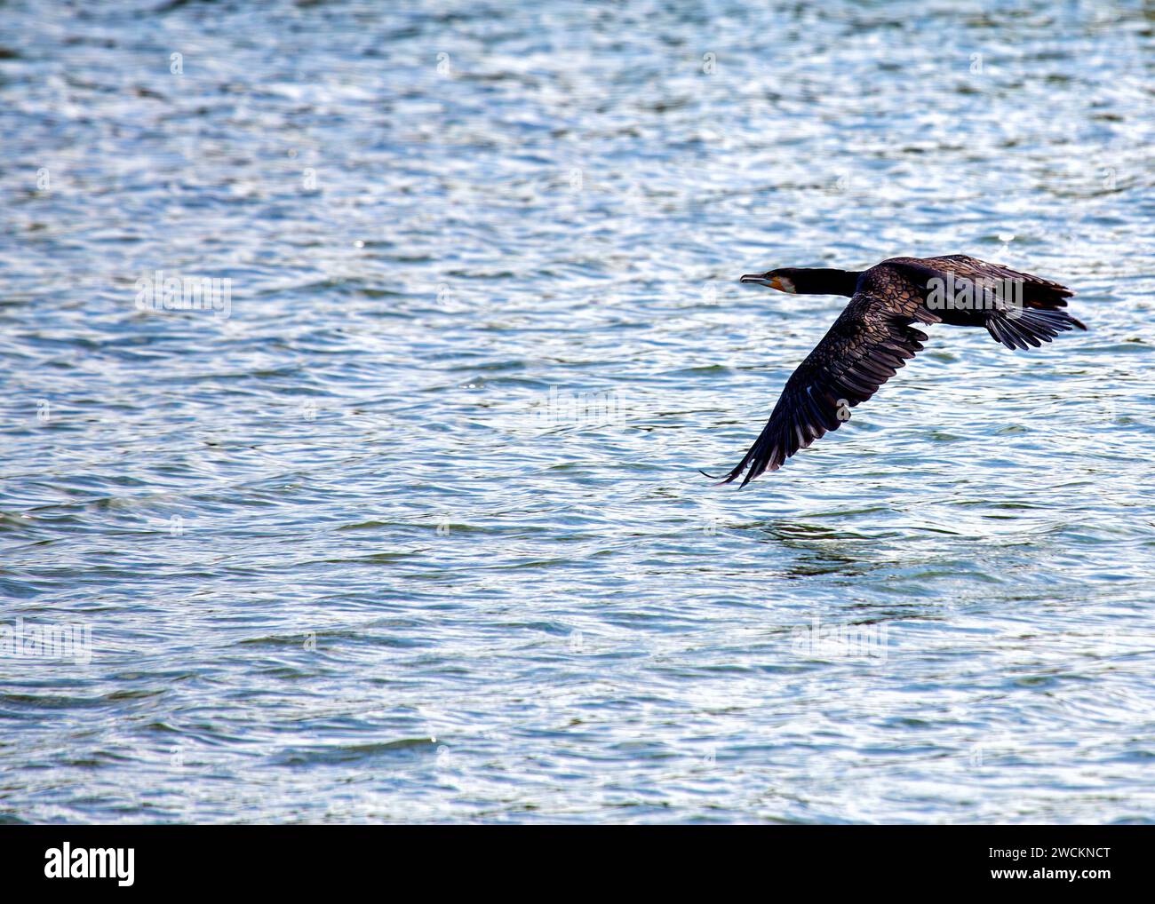 Off the coast of Ireland, the majestic Great Cormorant (Phalacrocorax ...