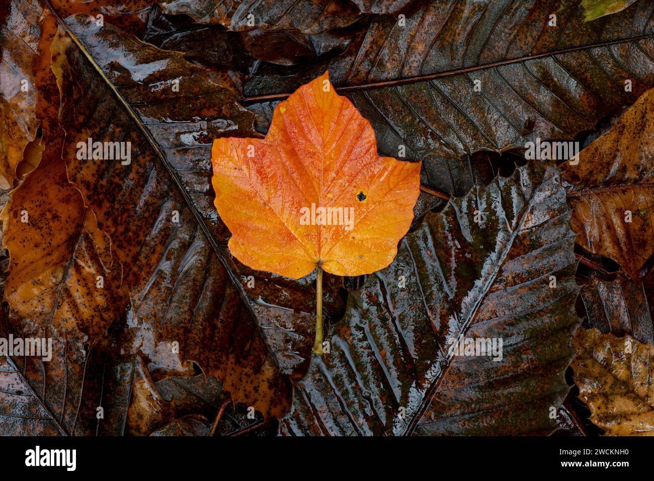 Sfondo bianco foglia hi-res stock photography and images - Alamy