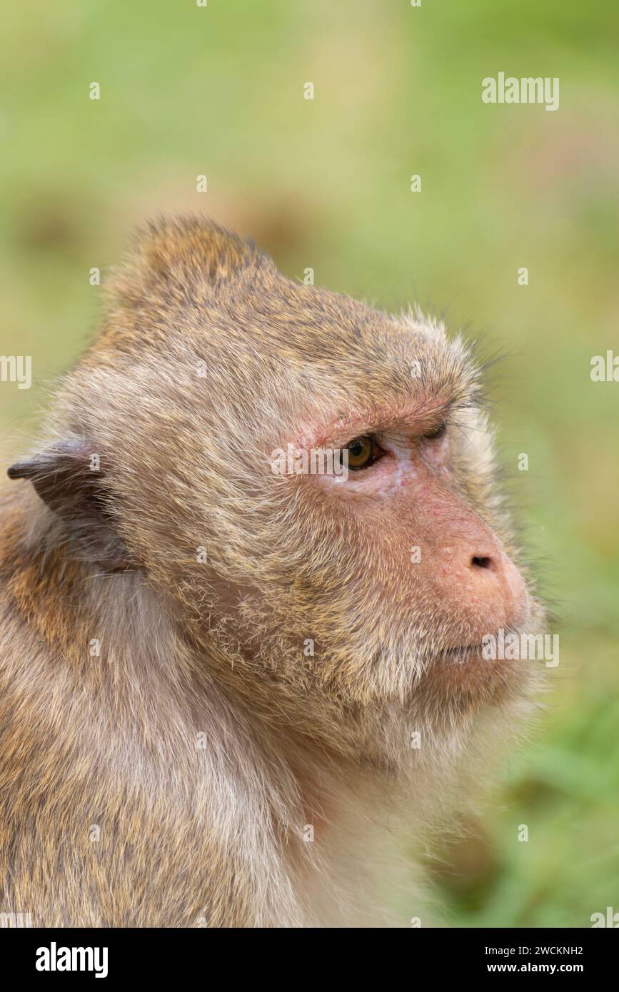 Portrait of adult long tailed macaque against green background Stock ...