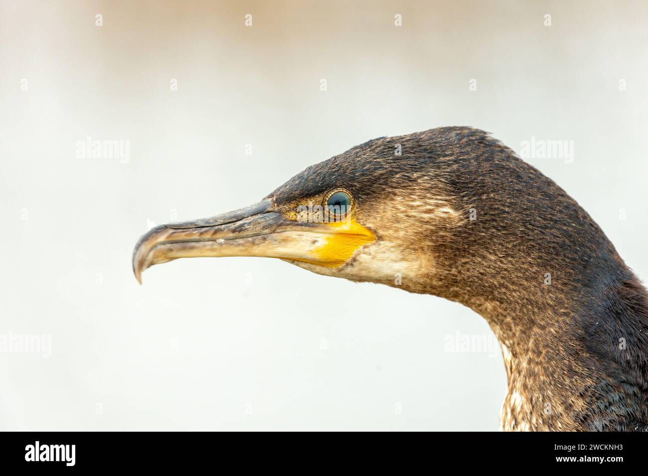 Off the coast of Ireland, the majestic Great Cormorant (Phalacrocorax ...