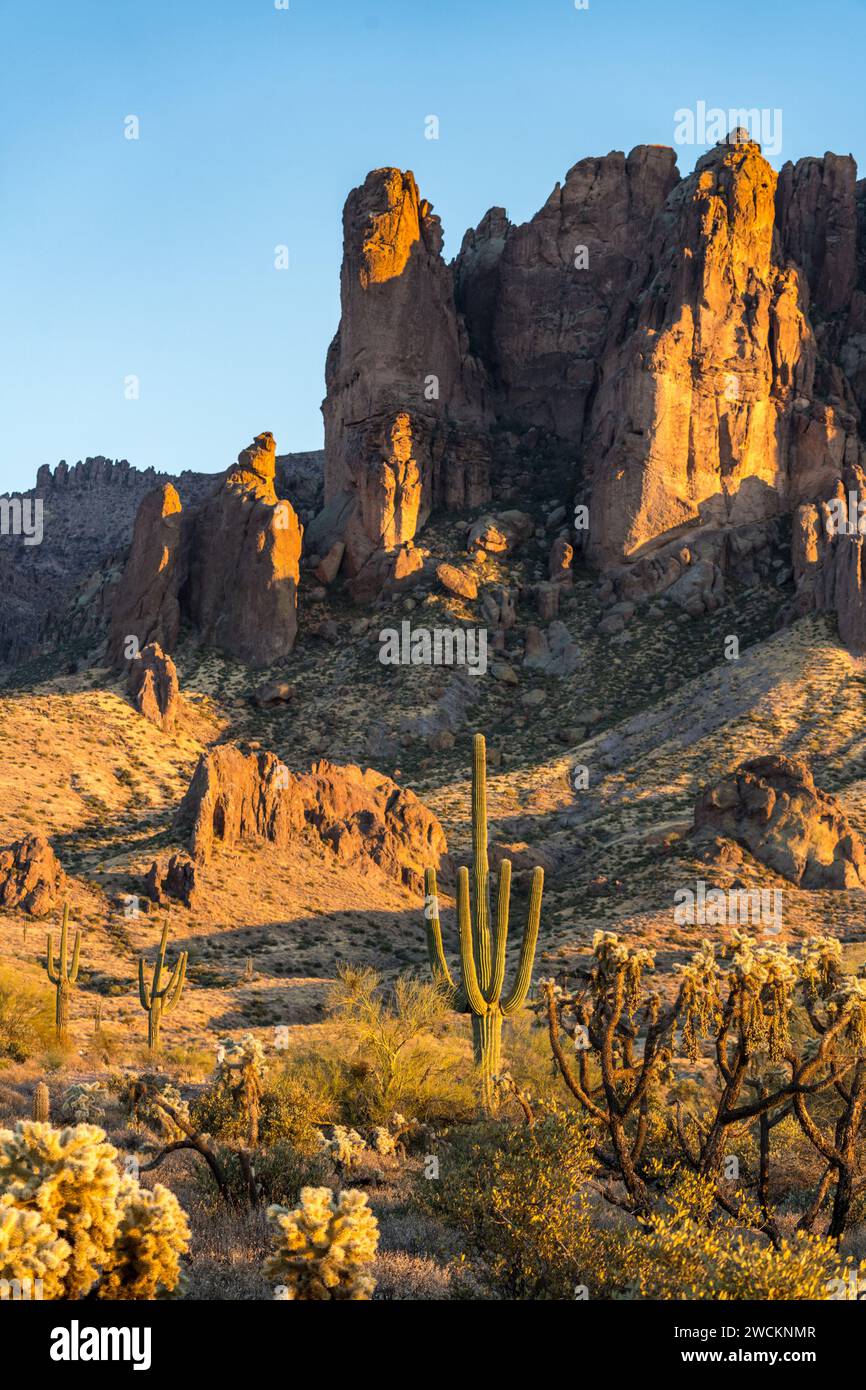 Saguaro cactus and cholla in Lost Dutchman State Park, Apache Junction ...