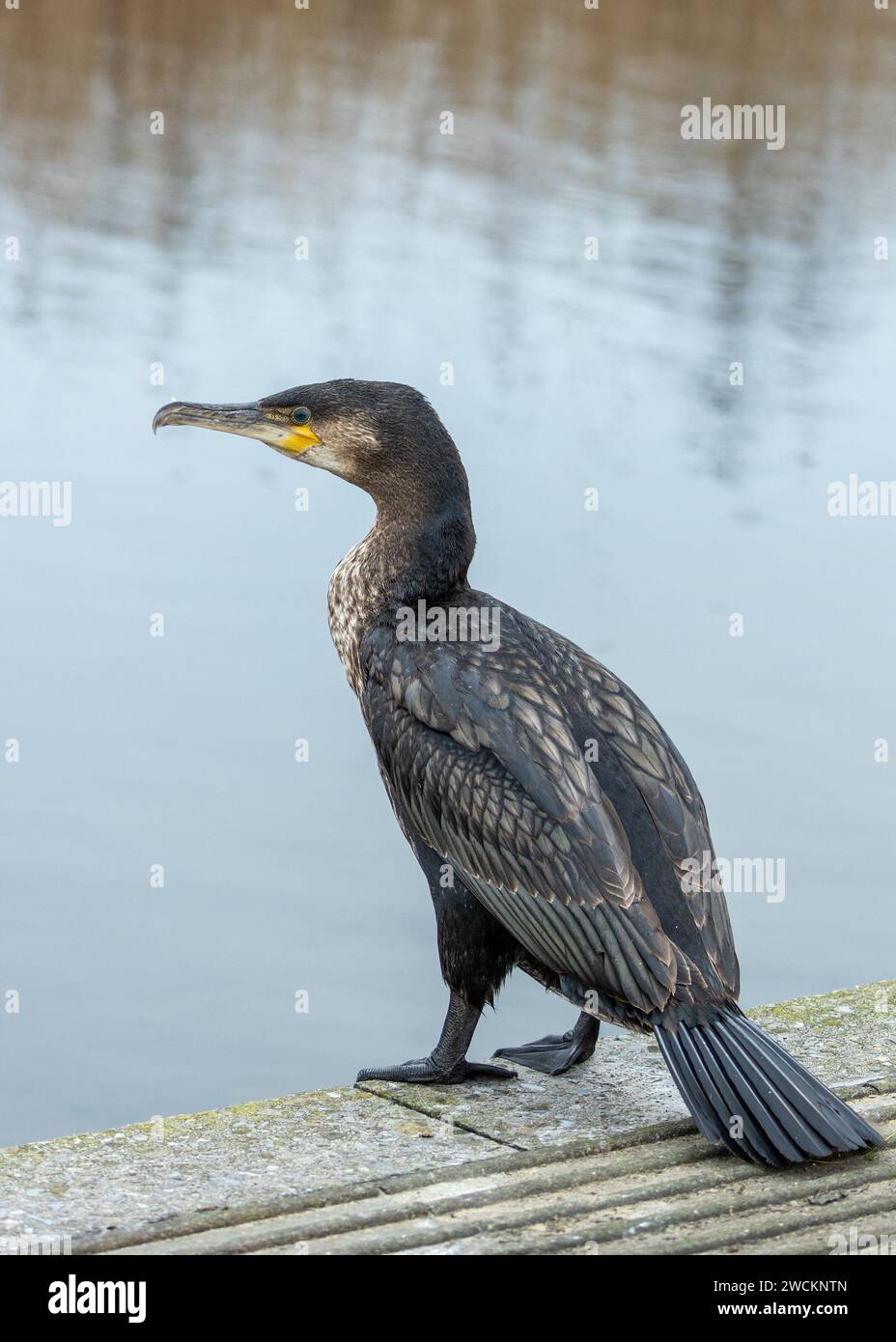 Off the coast of Ireland, the majestic Great Cormorant (Phalacrocorax ...
