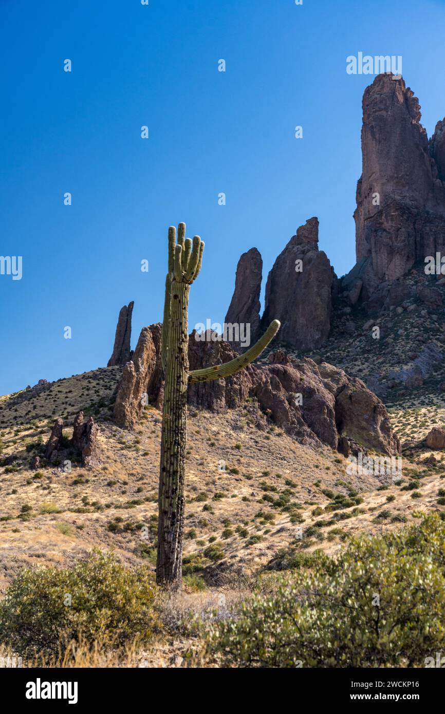 Saguaro cactus and the Superstition Mountain range from Lost Dutchman ...