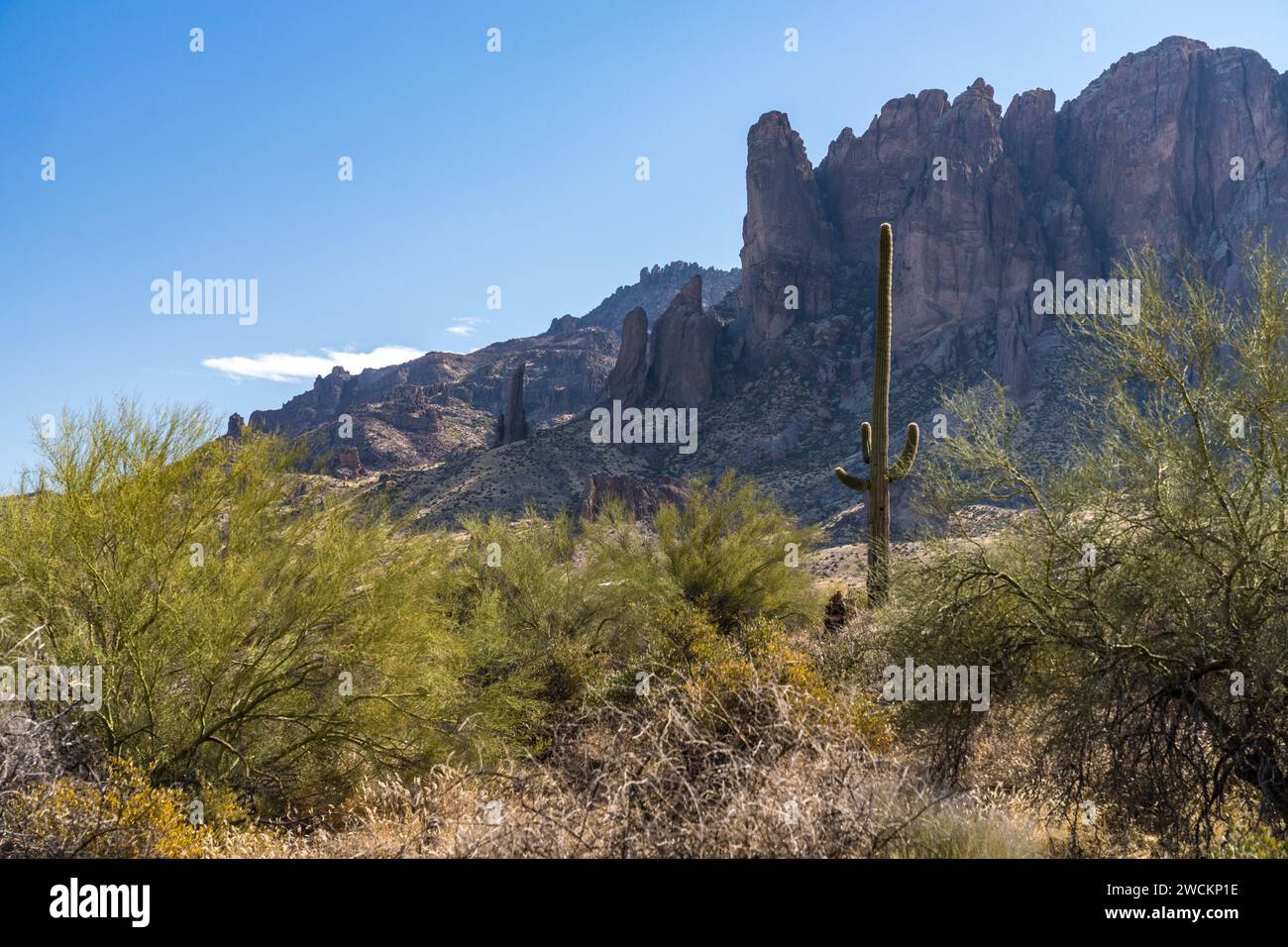 Palo verde trees, saguaro cactus and the Superstition Mountain range ...