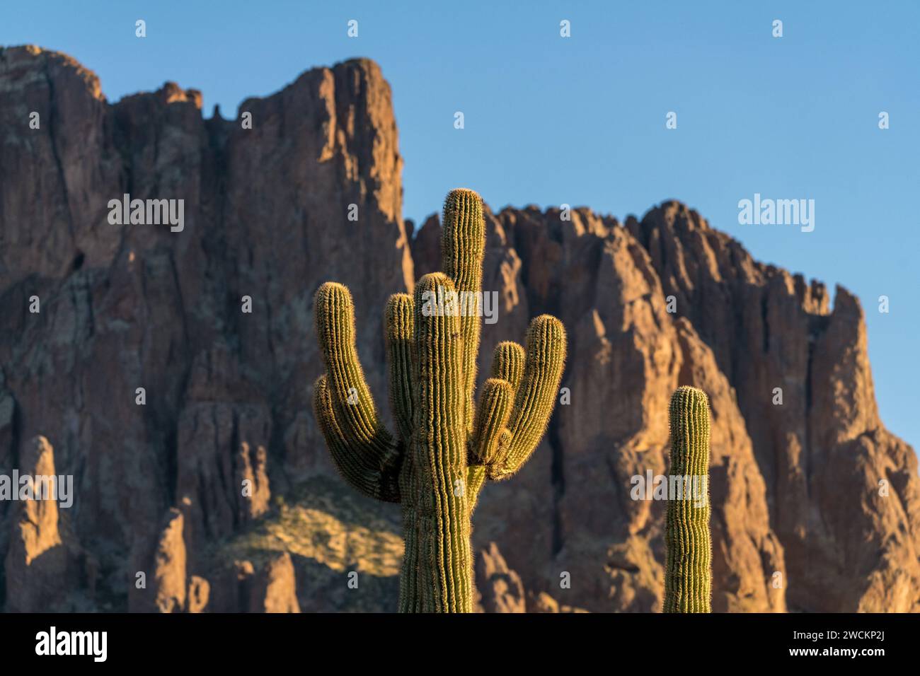 Saguaro cactus in Lost Dutchman State Park, Apache Junction, Arizona ...