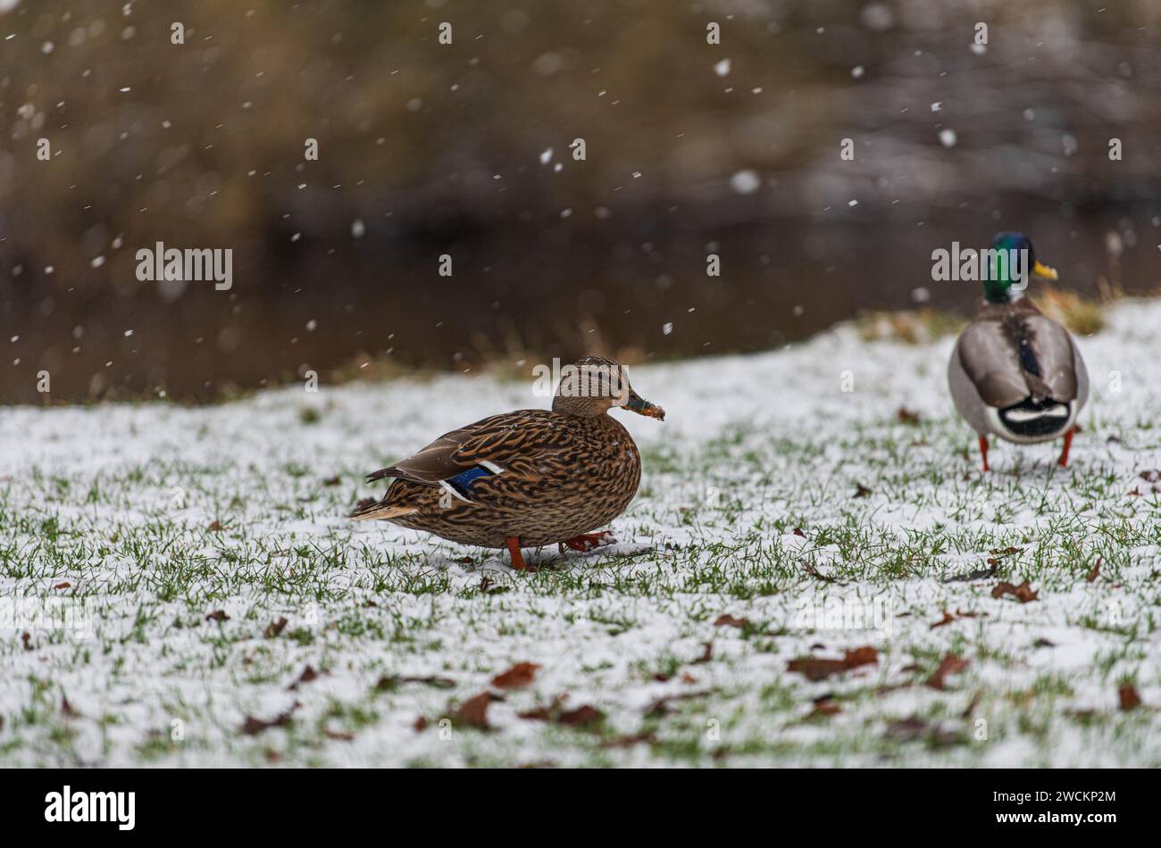 Bolton abbey ducks hi-res stock photography and images - Alamy