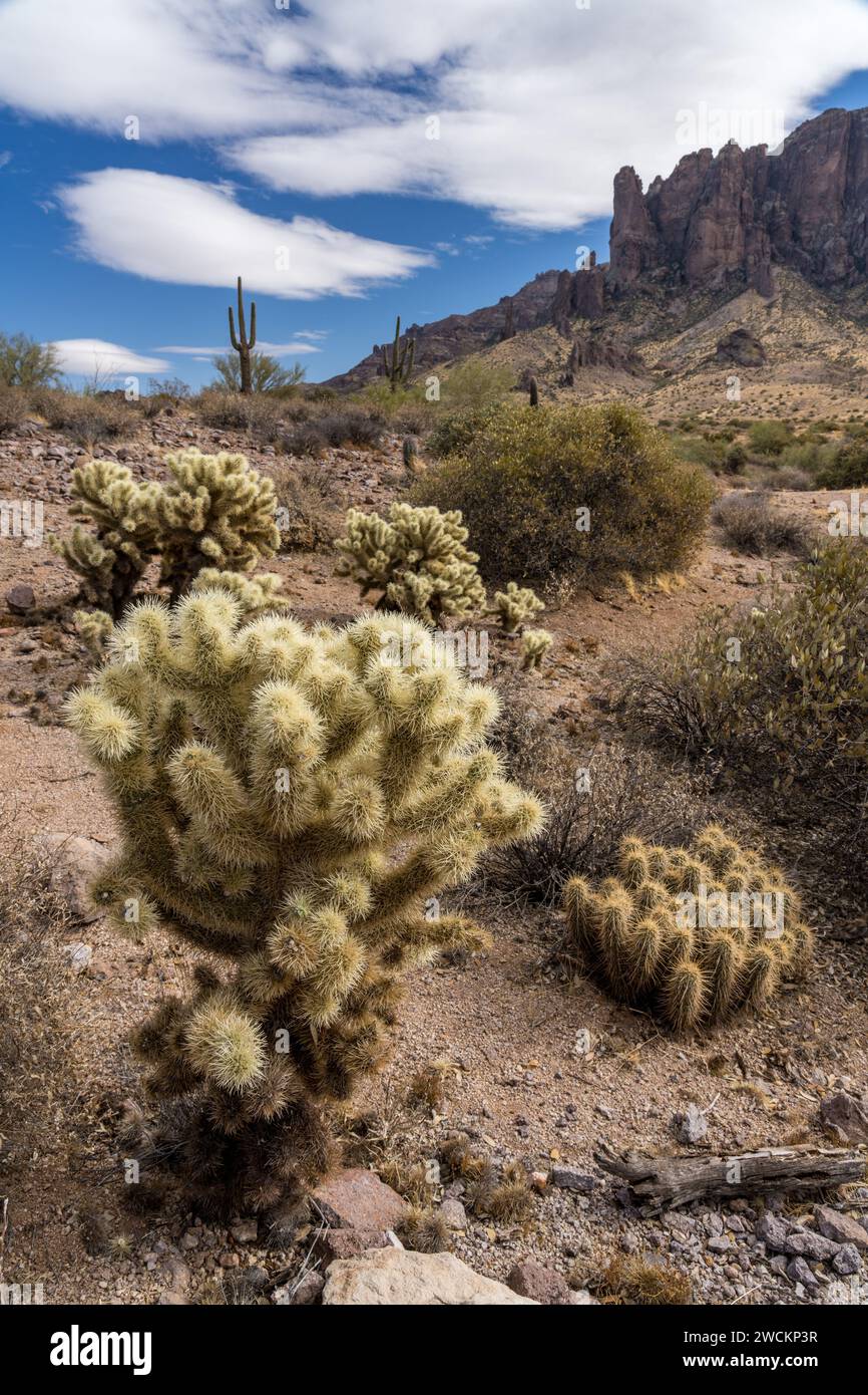 Teddy Bear Cholla and a hedgehog cactus in the Lost Dutchman State Park ...