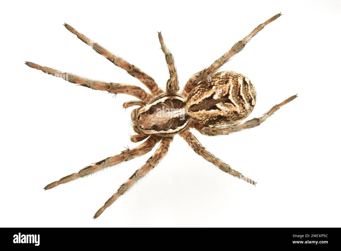 True tarantulas hi-res stock photography and images - Alamy