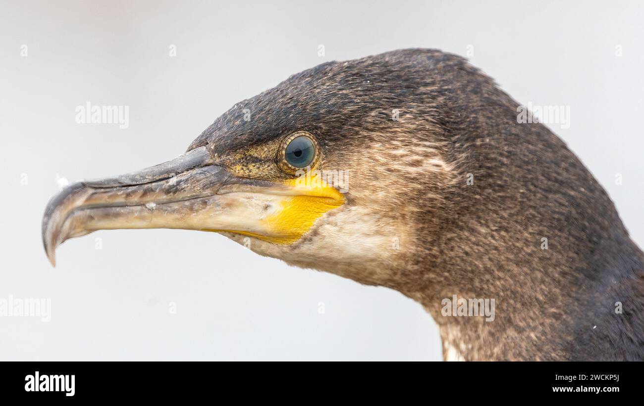 Off the coast of Ireland, the majestic Great Cormorant (Phalacrocorax ...