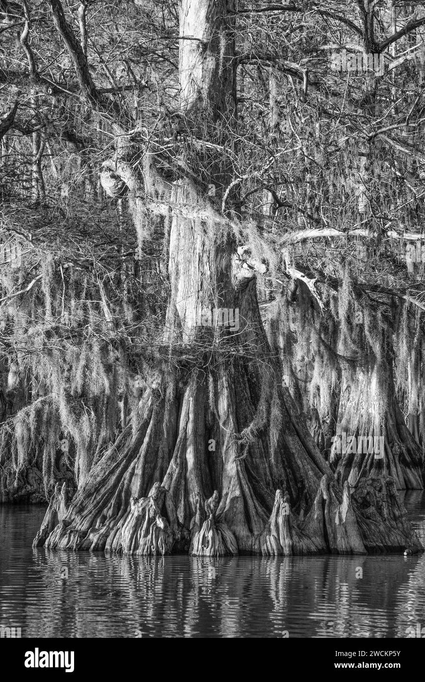 Old-growth bald cypress trees in Lake Dauterive draped with Spanish ...