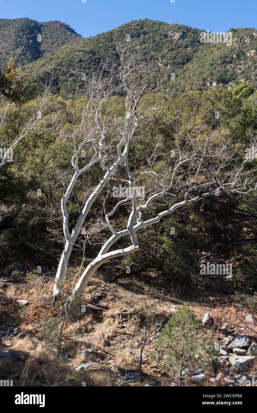 Arizona alder alnus oblongifolia hi-res stock photography and images ...