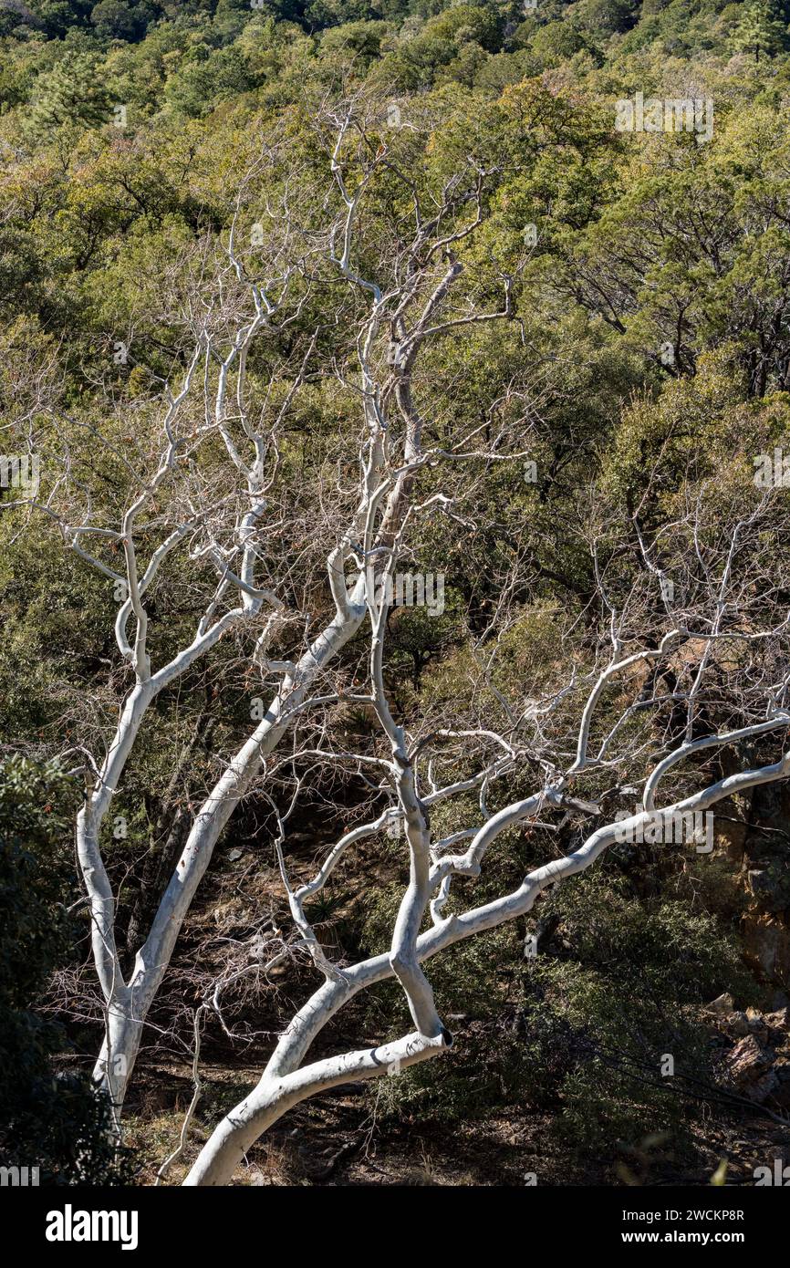 An Arizona alder,Alnus oblongifolia, in winter in Madera Canyon ...