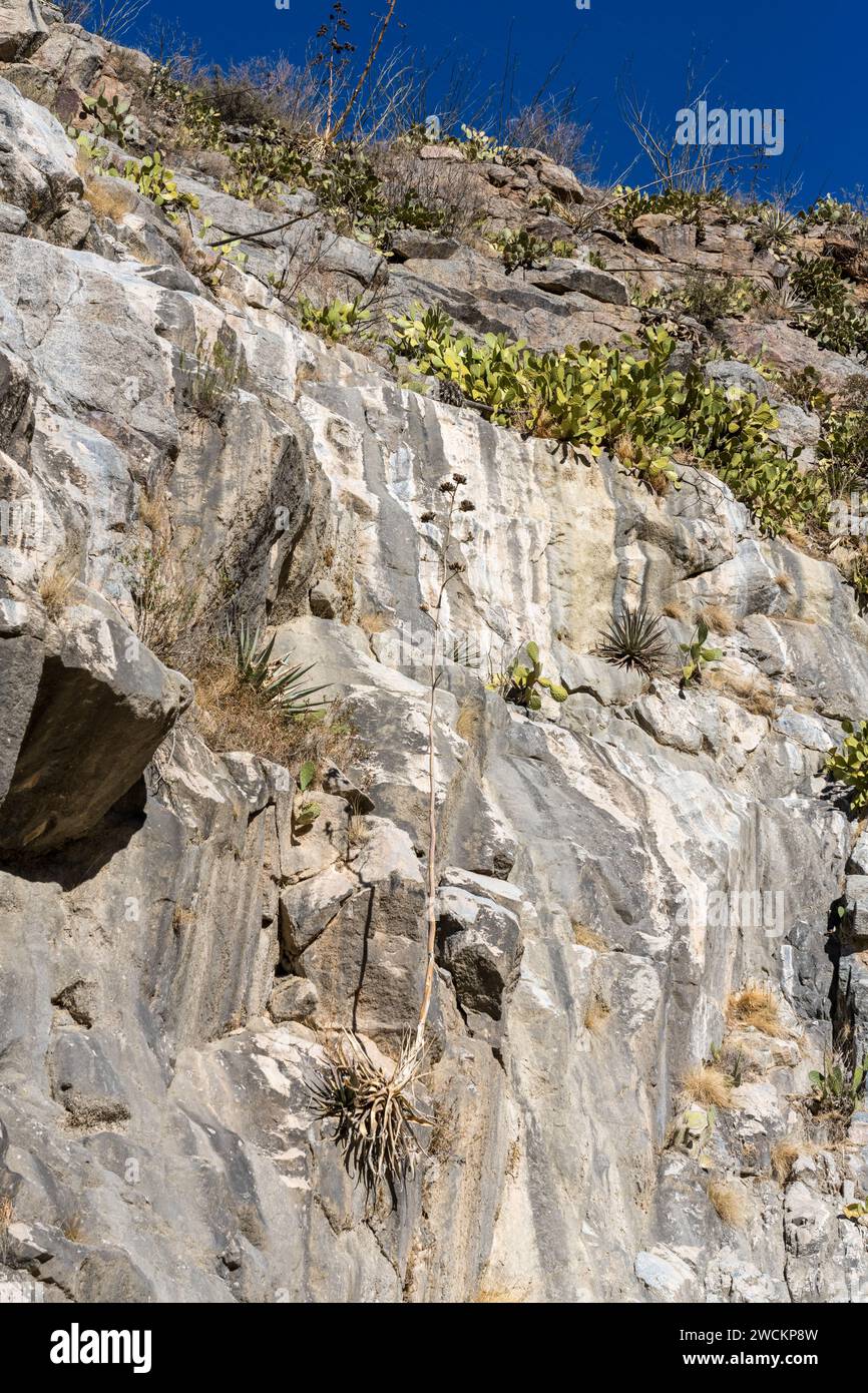 Agaves and prickly pear cacti growing out of a rock face in Box Canyon ...