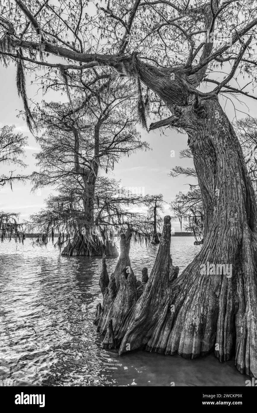 Spanish moss on old-growth bald cypress trees at sunset in Lake ...