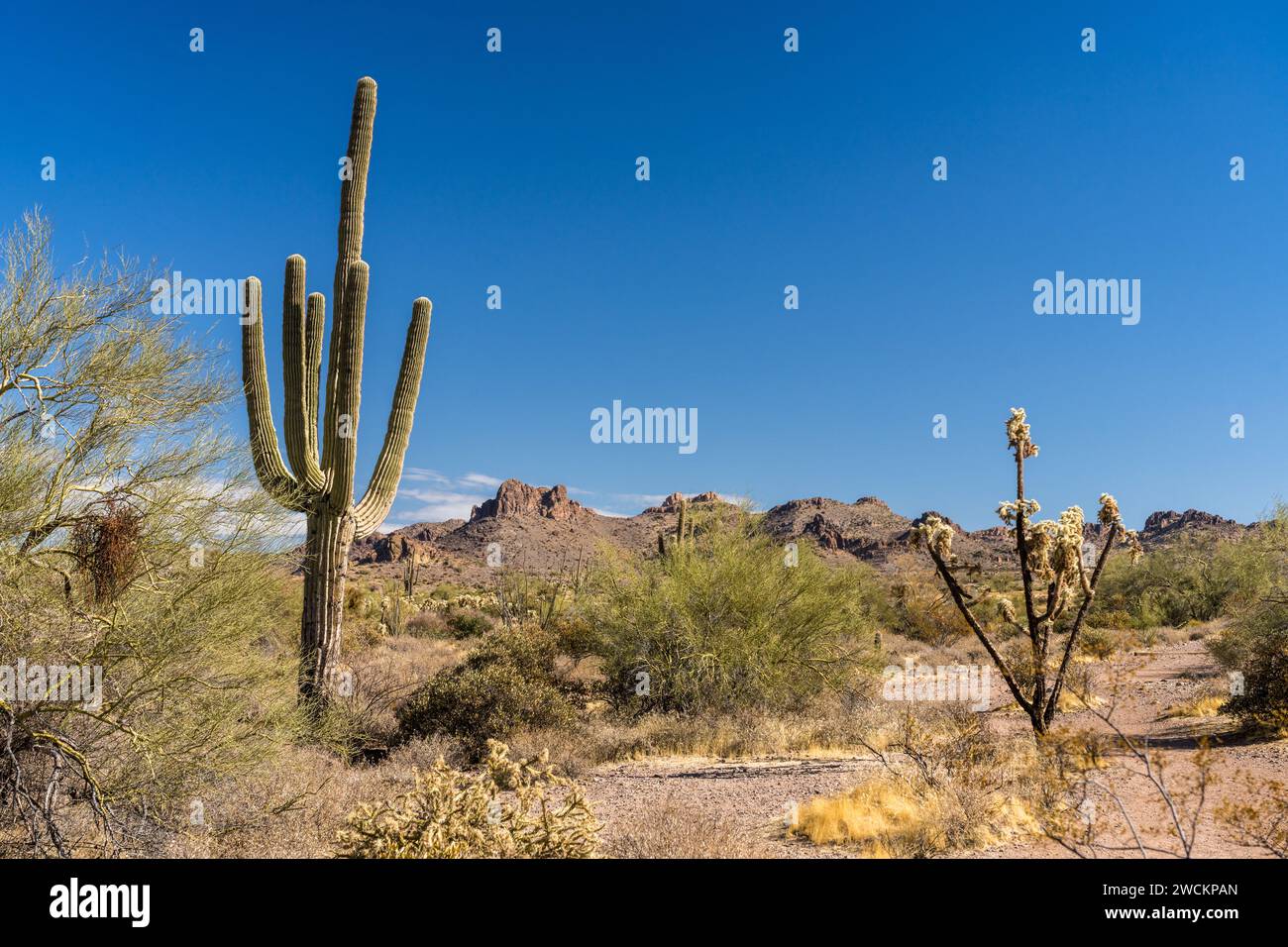 Saguaro cactus, cholla and the Superstition Mountain range from Lost ...