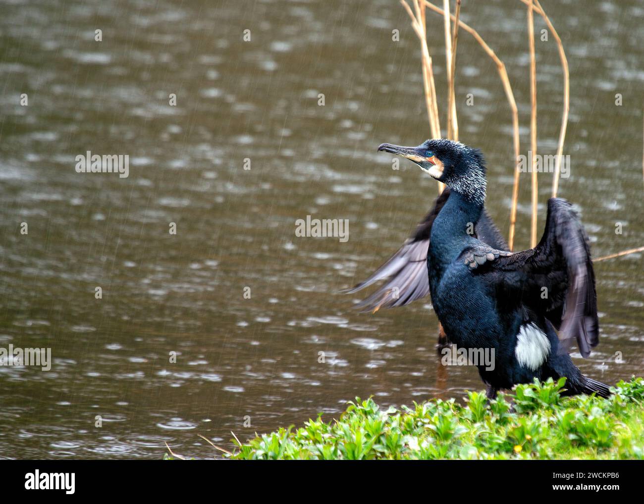 Off the coast of Ireland, the majestic Great Cormorant (Phalacrocorax ...