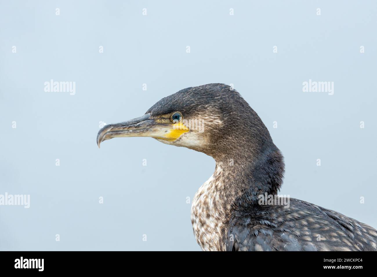 Off the coast of Ireland, the majestic Great Cormorant (Phalacrocorax ...
